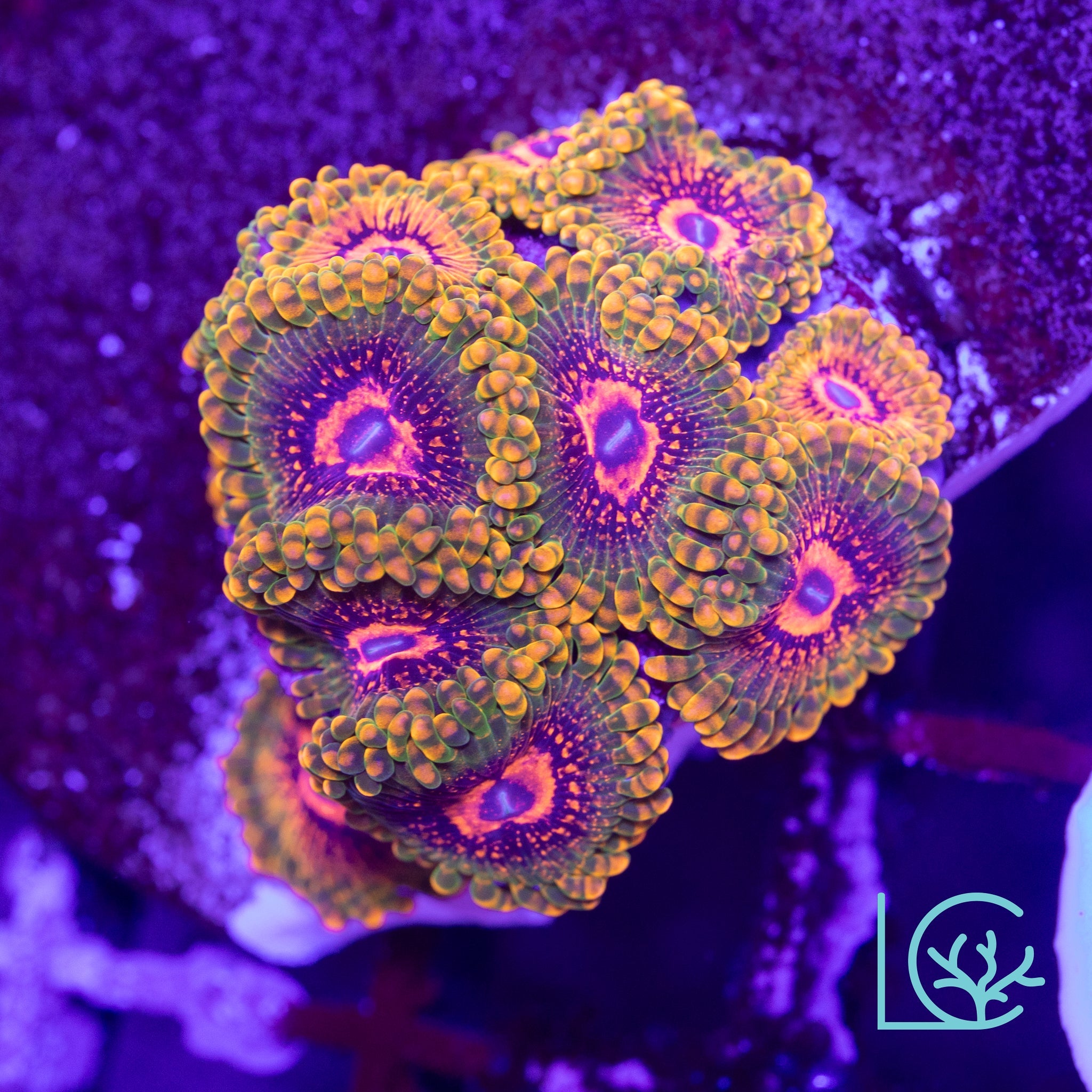 Soft Corals For Sale | Unique Soft Coral Types | WYSIWYG – Lush Corals