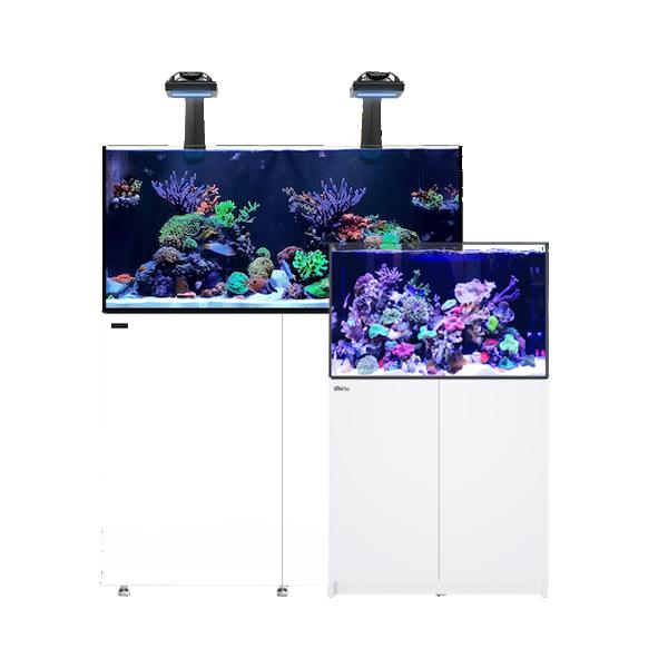 In-Stock Aquariums – Lush Corals