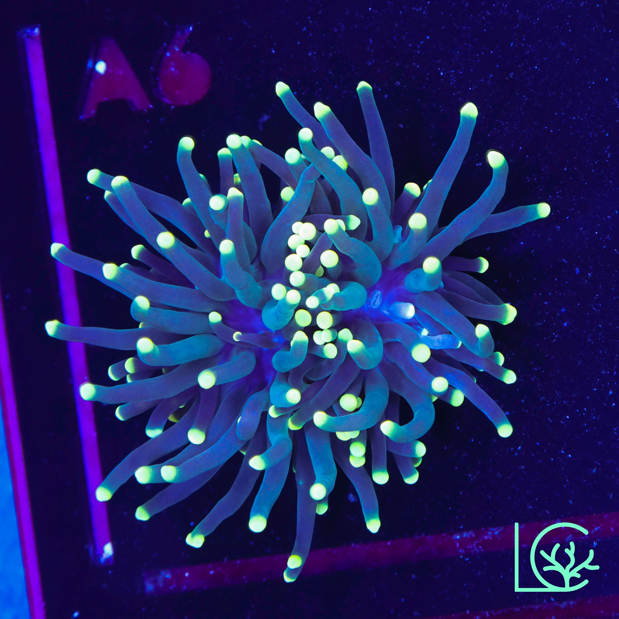 Euphyllia Corals | Joker Torch Coral For Sale | WYSIWYG | Lush Corals
