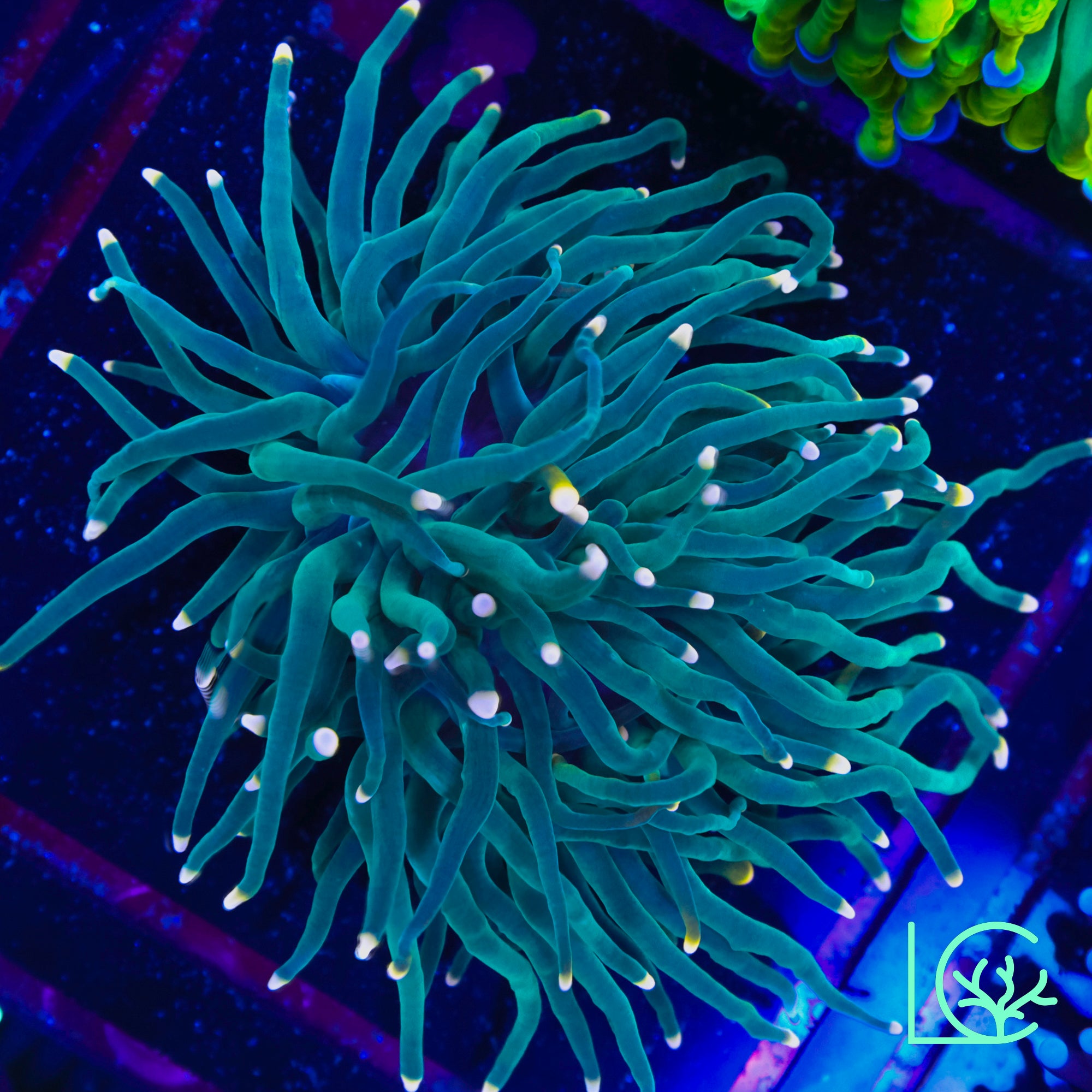 LC Peach Passion Torch WYSIWYG – Lush Corals