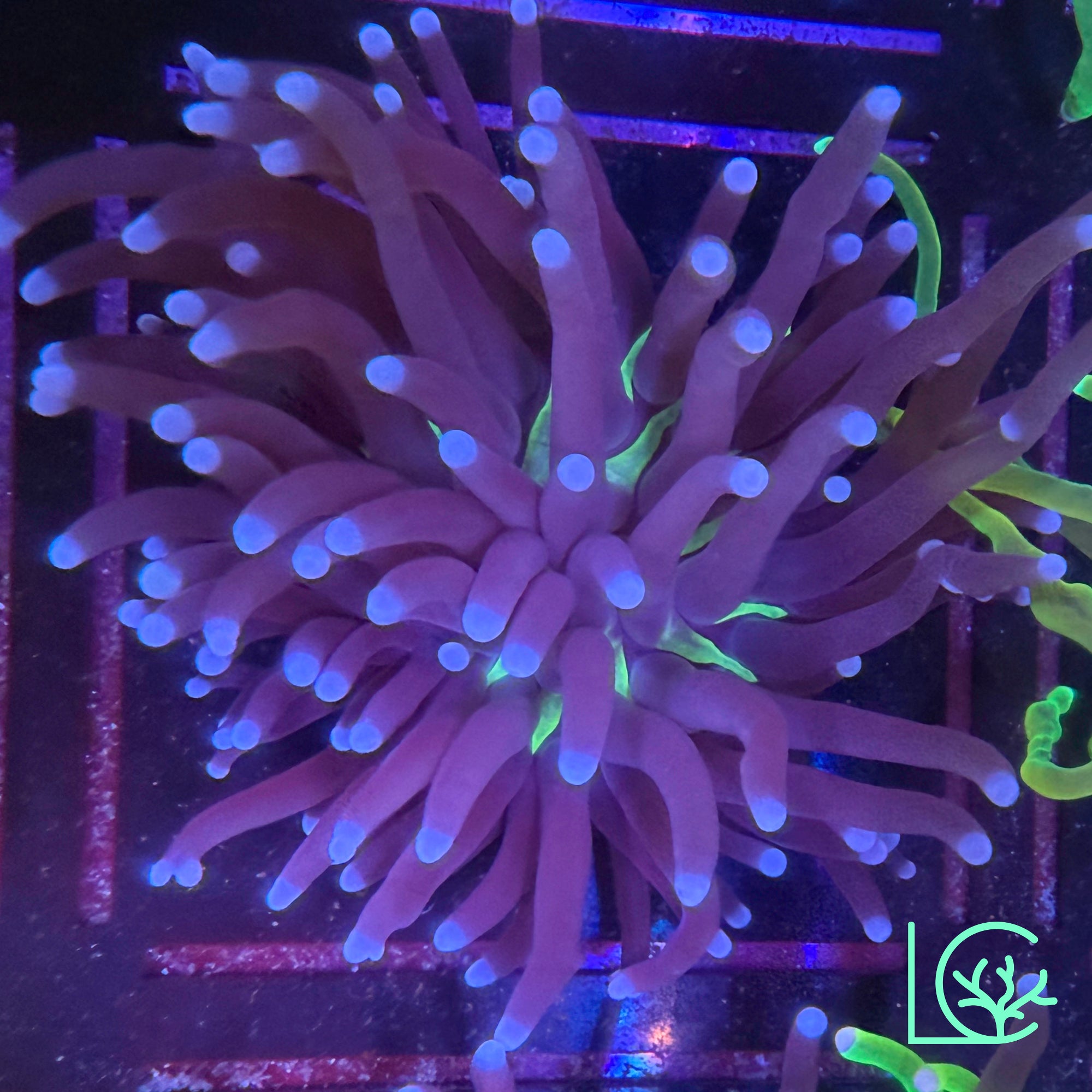 Euphyllia Corals | Joker Torch Coral For Sale | WYSIWYG | Lush Corals