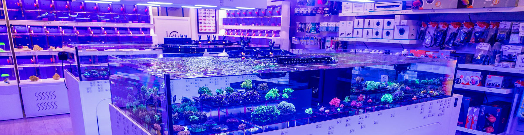 Aquarium Fish Store Near Me | Boynton & Palm Beach | Lush Corals