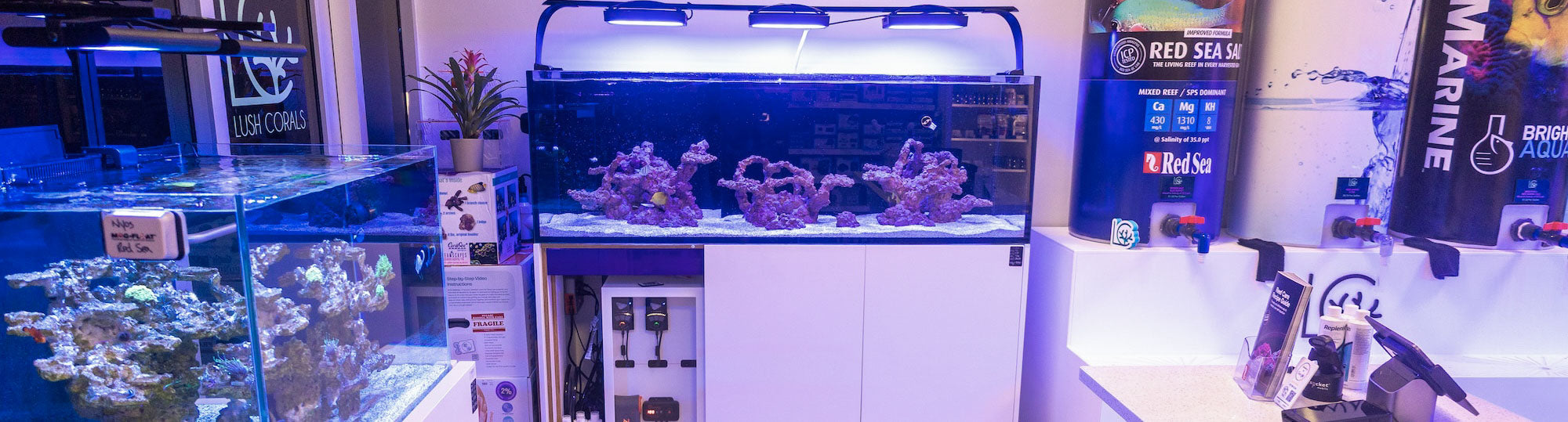 Aquarium Fish Store Near Me | Boynton & Palm Beach | Lush Corals